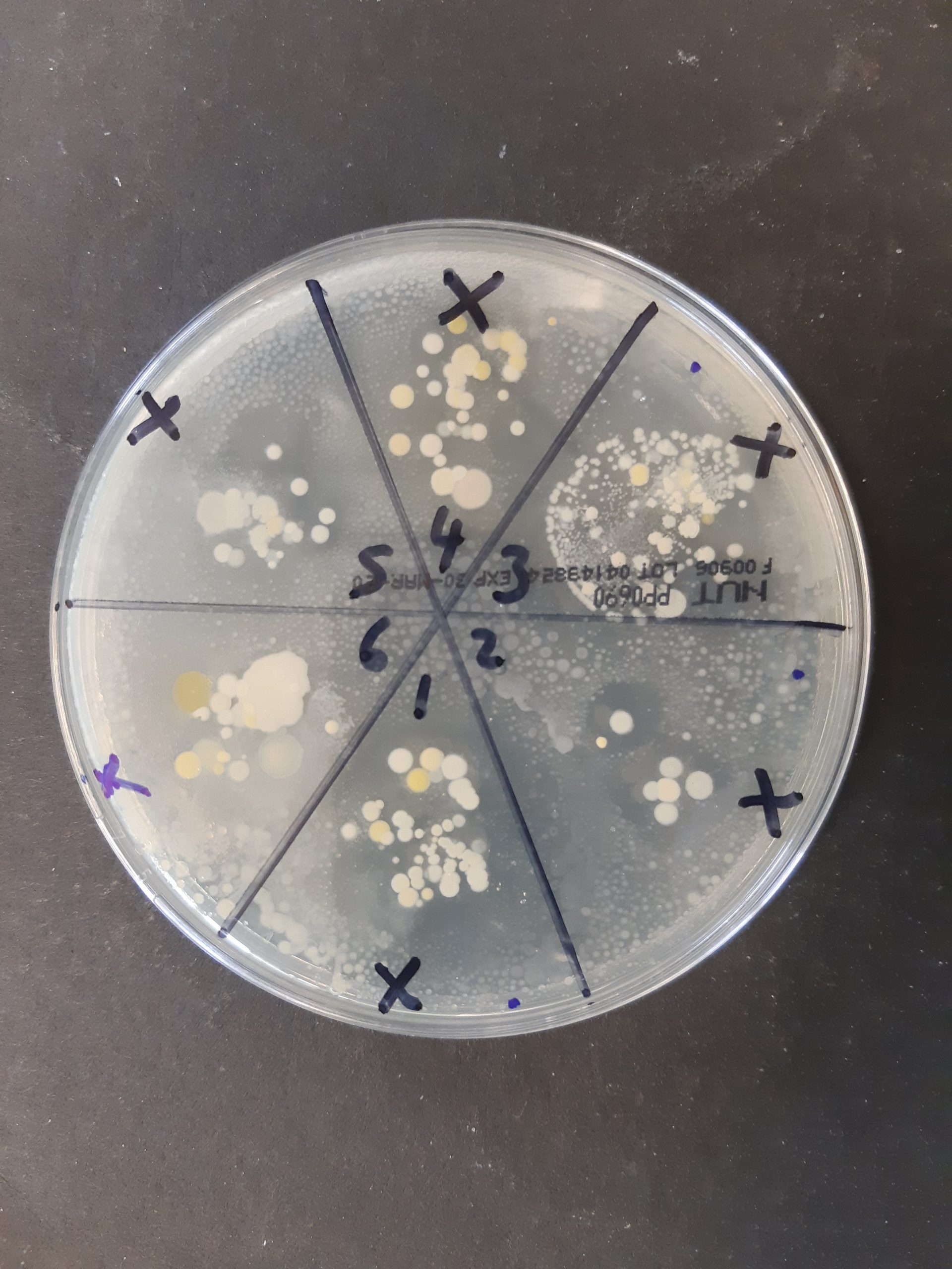 Rogue Cells – Techniquest, March 2020 – Show Me The Science