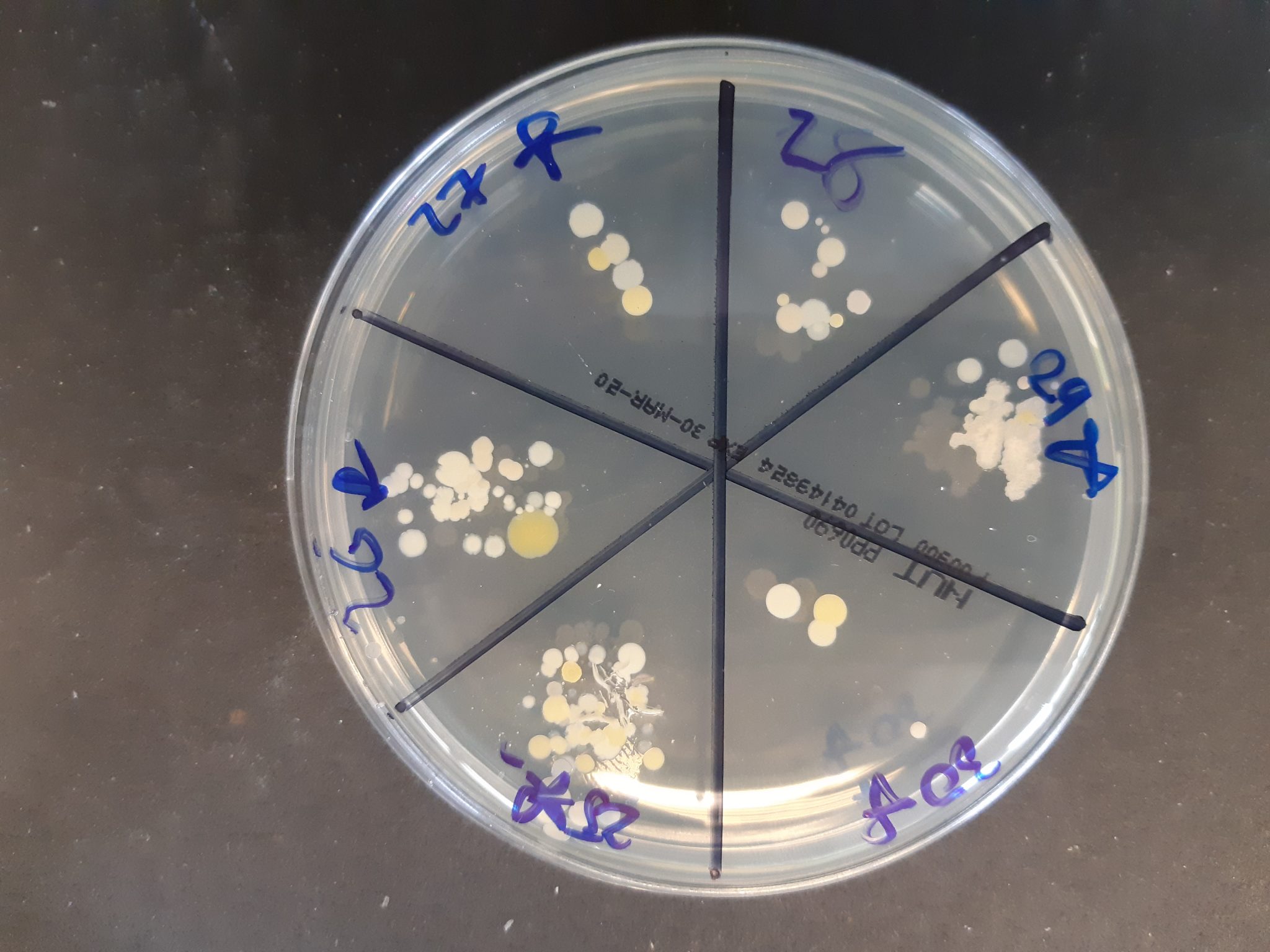 Rogue Cells – Techniquest, March 2020 – Show Me The Science