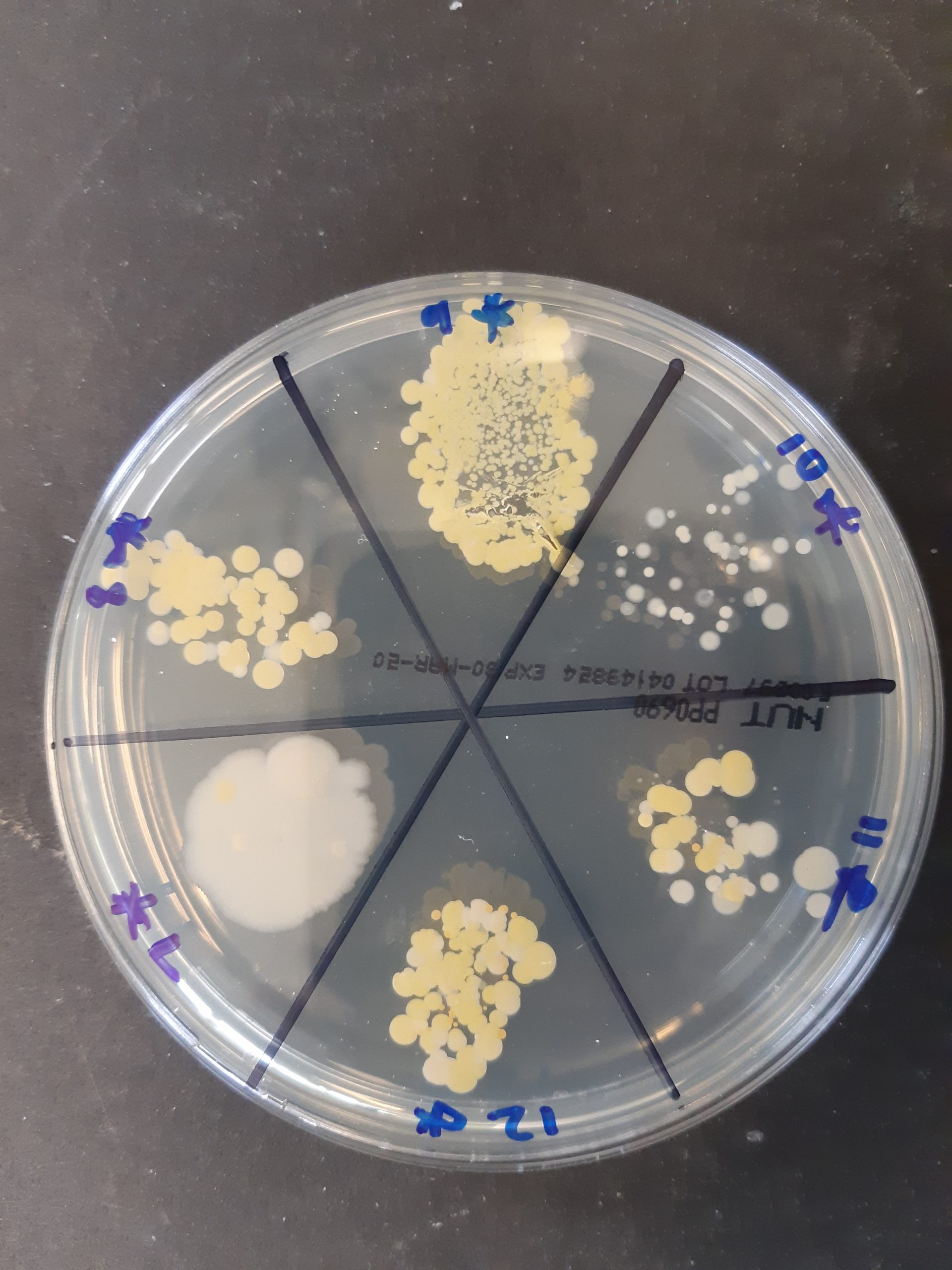 Rogue Cells – Techniquest, March 2020 – Show Me The Science